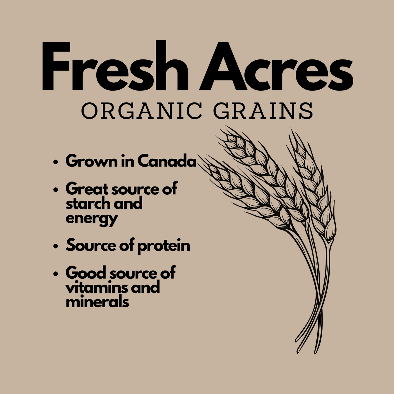 Organic Hard Spring Red Wheat Berries – Fresh Acres