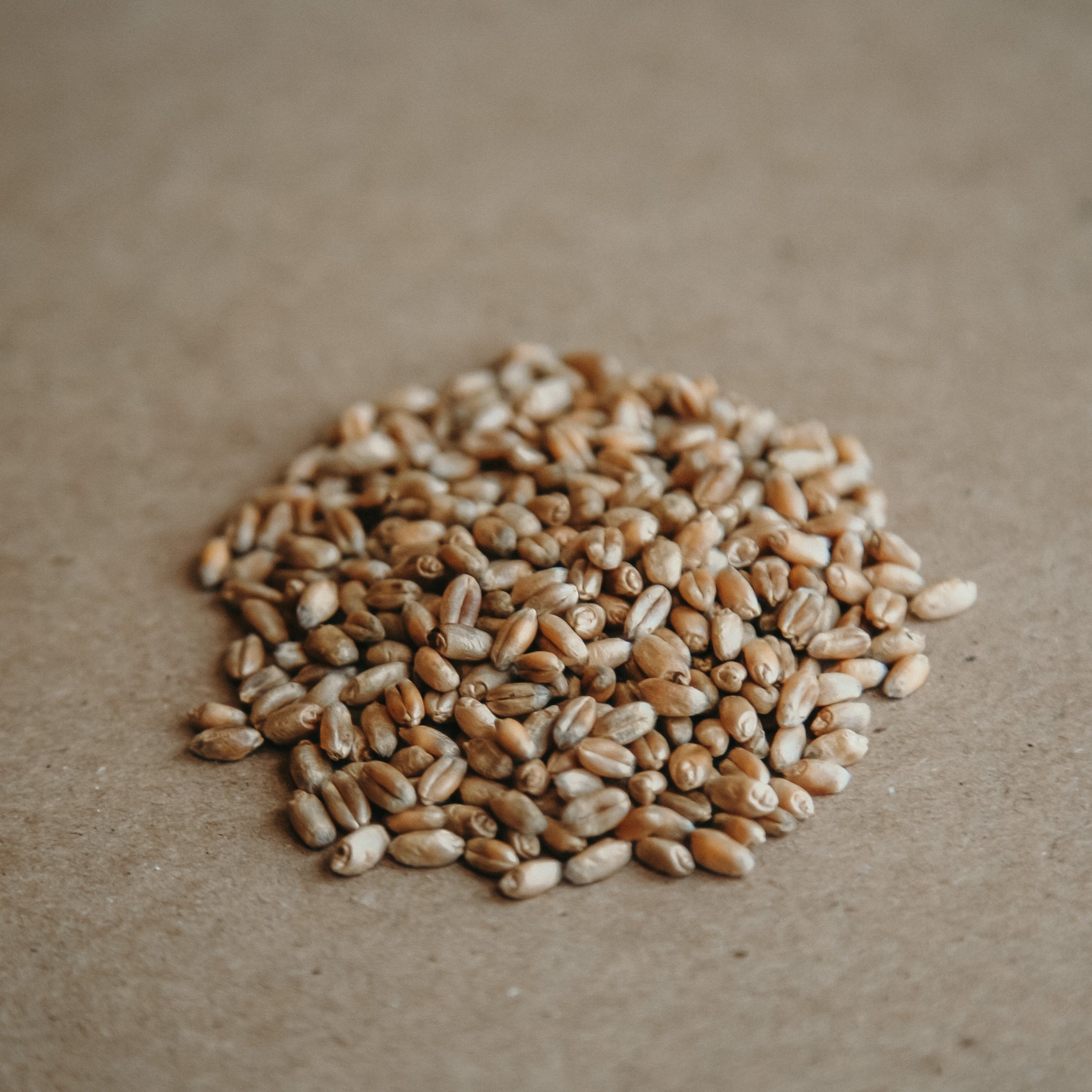 Organic Hard Spring Red Wheat Berries – Fresh Acres