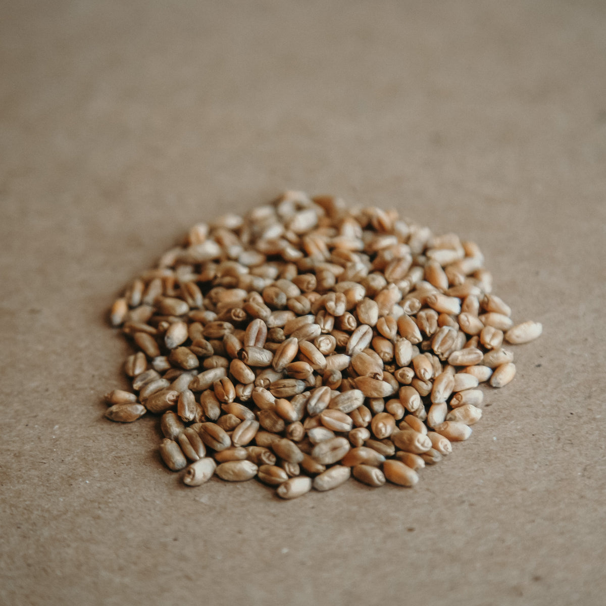 Organic Hard Spring Red Wheat Berries – Fresh Acres