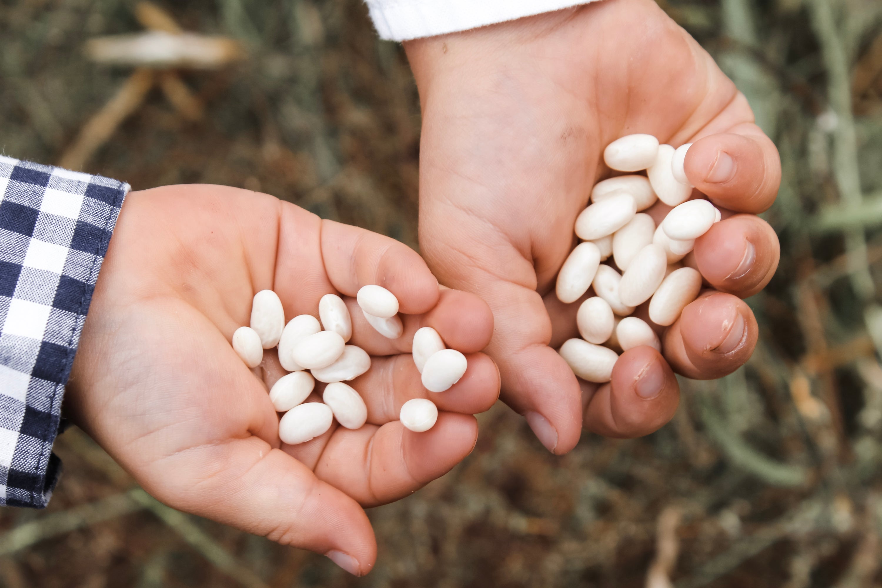 Fresh Acres: Canadian Grown Organic Beans, Grains and Flours