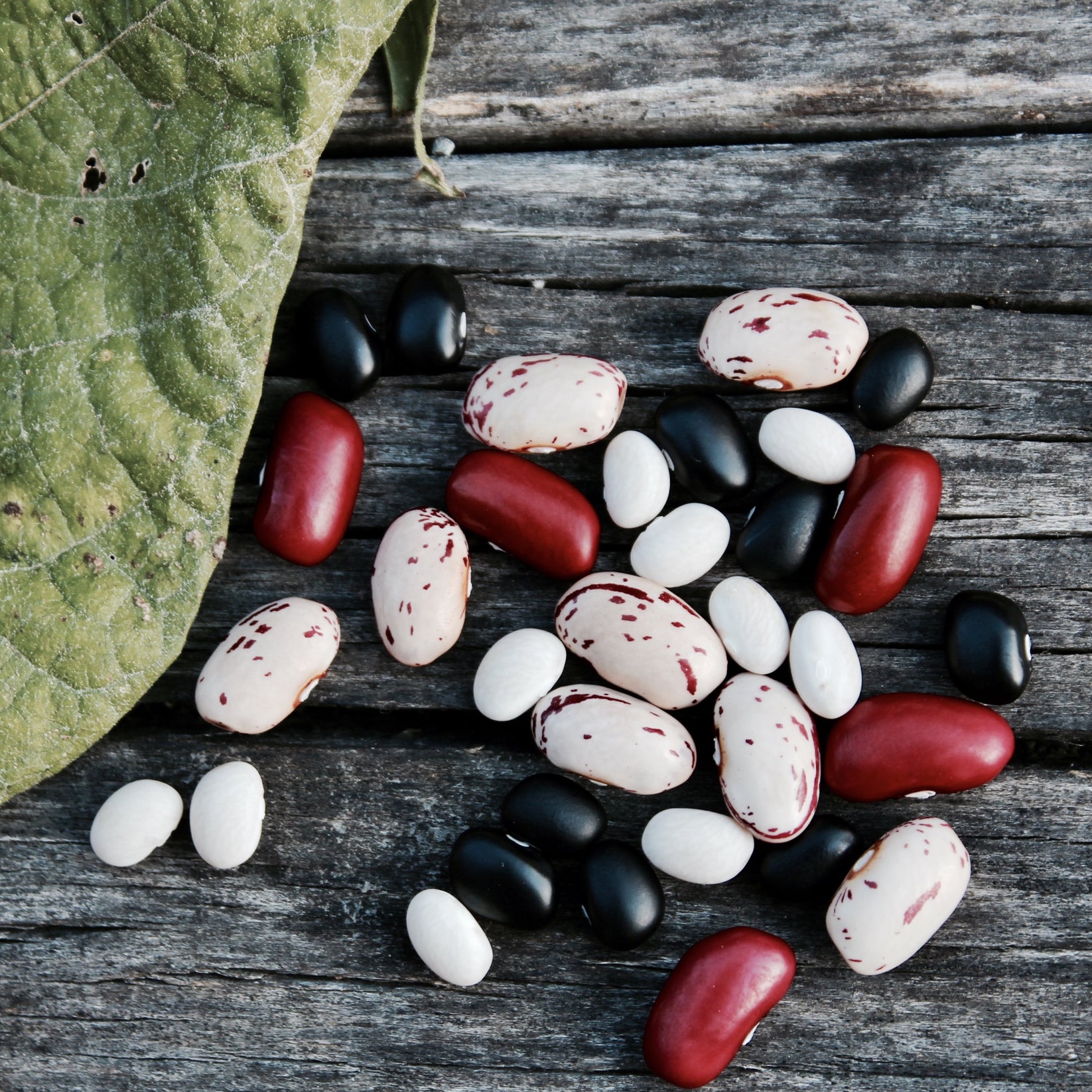 Organic 5-Bean Mix – Fresh Acres